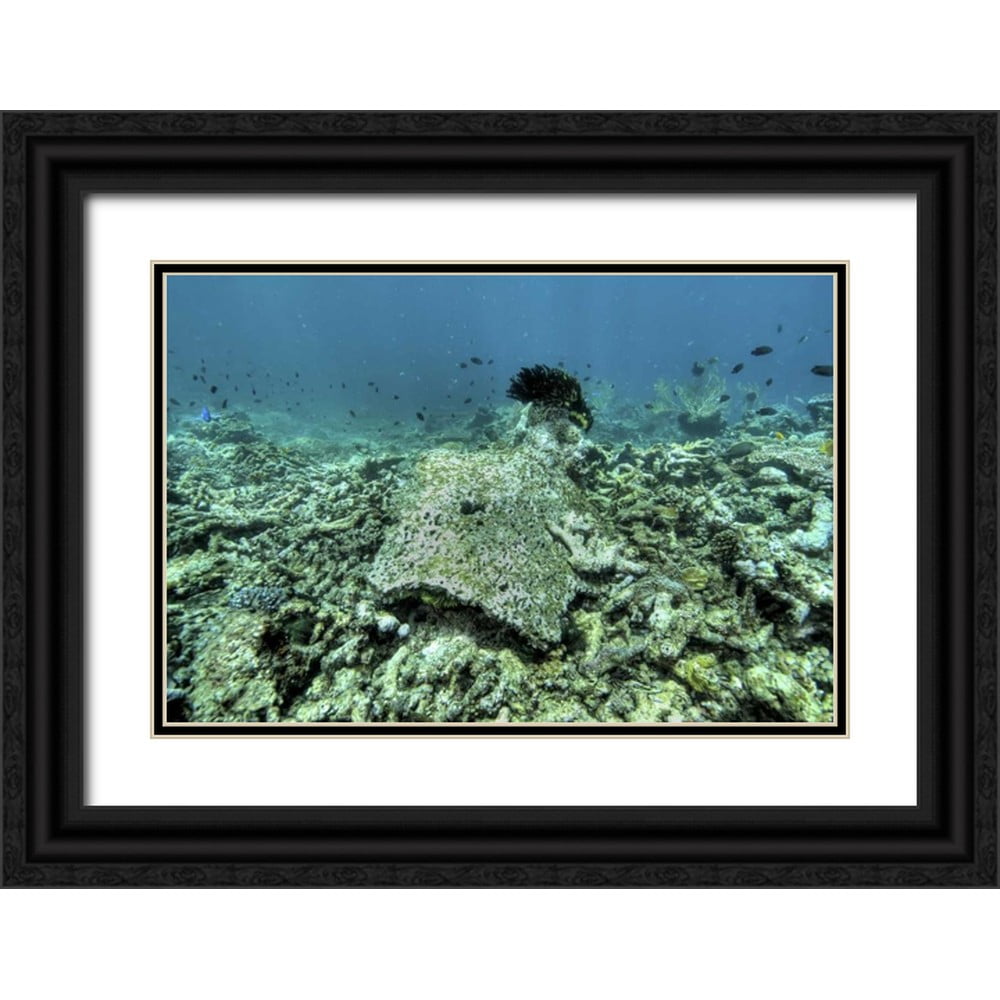 Shimlock, Jones 14x11 Black Ornate Wood Framed with Double Matting ...