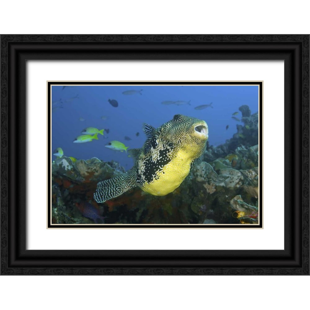 Shimlock, Jones 14x11 Black Ornate Wood Framed with Double Matting ...