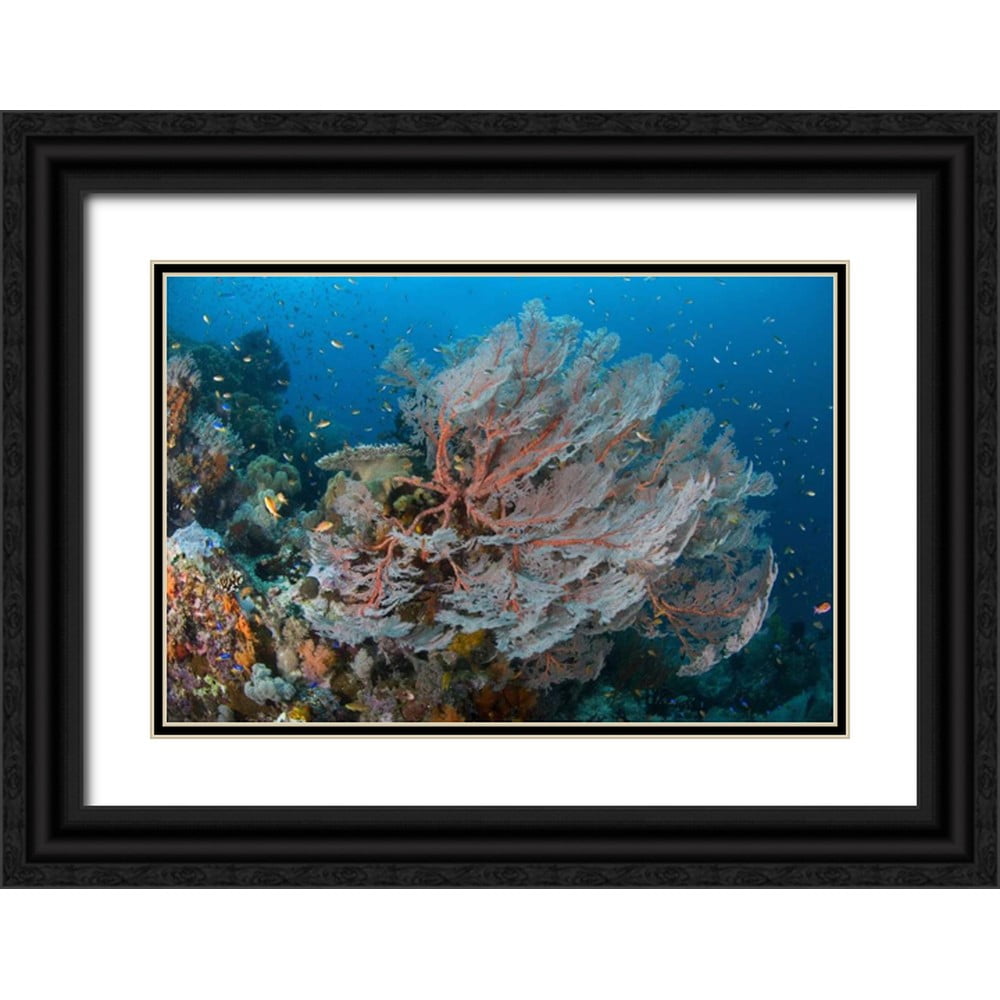 Shimlock, Jones 14x11 Black Ornate Wood Framed with Double Matting ...