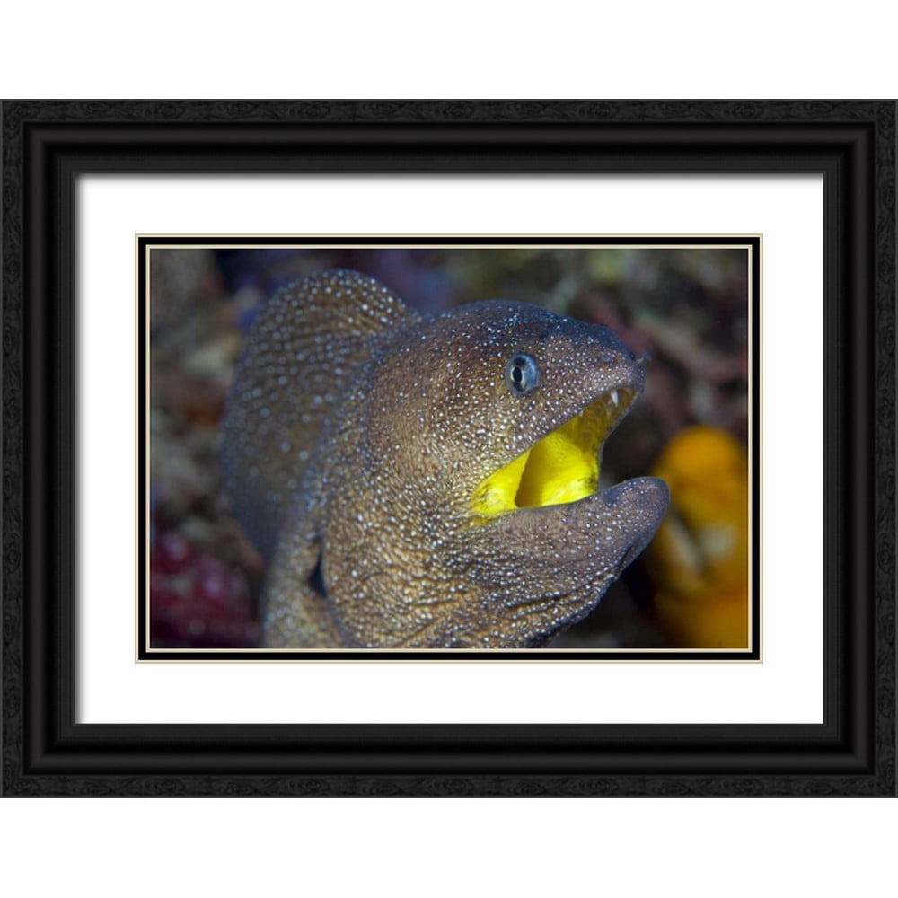 Shimlock, Jones 14x11 Black Ornate Wood Framed with Double Matting ...