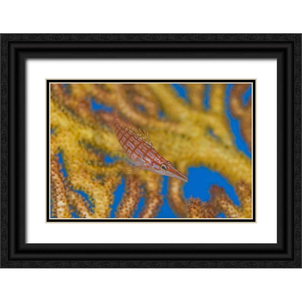 Shimlock, Jones 14x11 Black Ornate Wood Framed with Double Matting ...