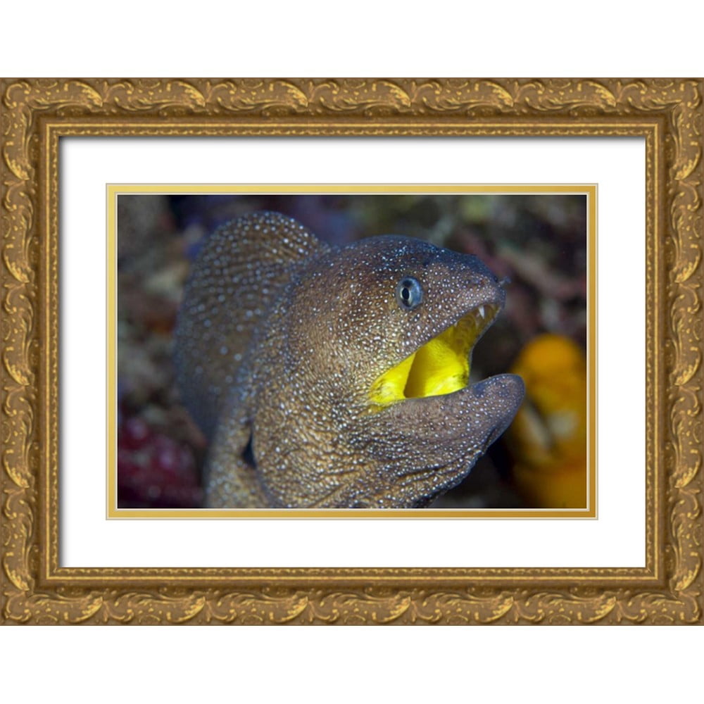 Shimlock, Jones 14x11 Gold Ornate Wood Framed with Double Matting ...