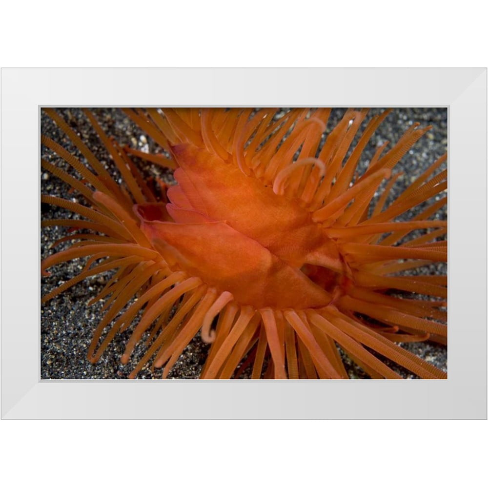 Shimlock, Jones 14x11 White Modern Wood Framed Museum Art Print Titled ...