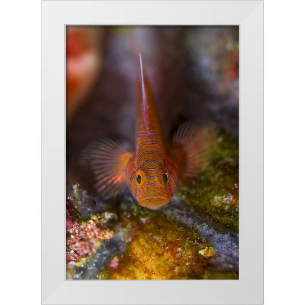 Shimlock, Jones 14x18 White Modern Wood Framed Museum Art Print Titled ...