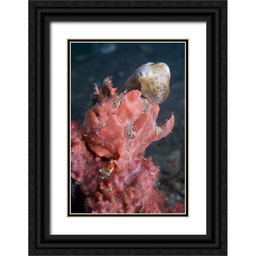 Shimlock, Jones 17x24 Black Ornate Wood Framed with Double Matting ...