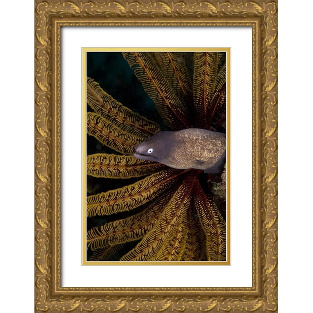 Shimlock, Jones 17x24 Gold Ornate Wood Framed with Double Matting ...