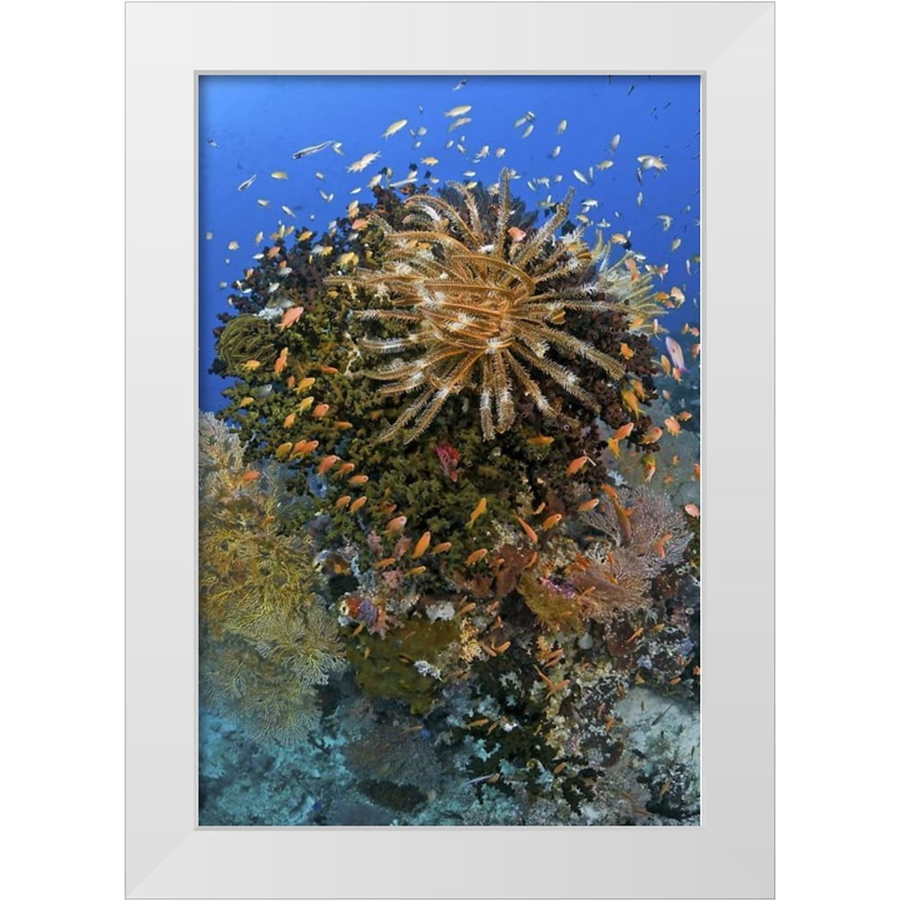 Shimlock, Jones 17x24 White Modern Wood Framed Museum Art Print Titled ...