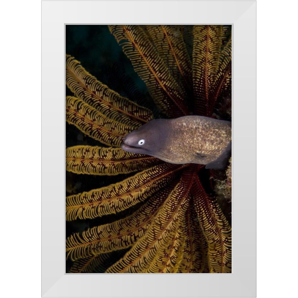 Shimlock, Jones 17x24 White Modern Wood Framed Museum Art Print Titled ...
