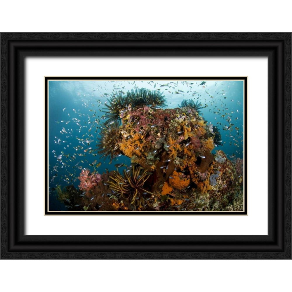 Shimlock, Jones 18x13 Black Ornate Wood Framed with Double Matting ...