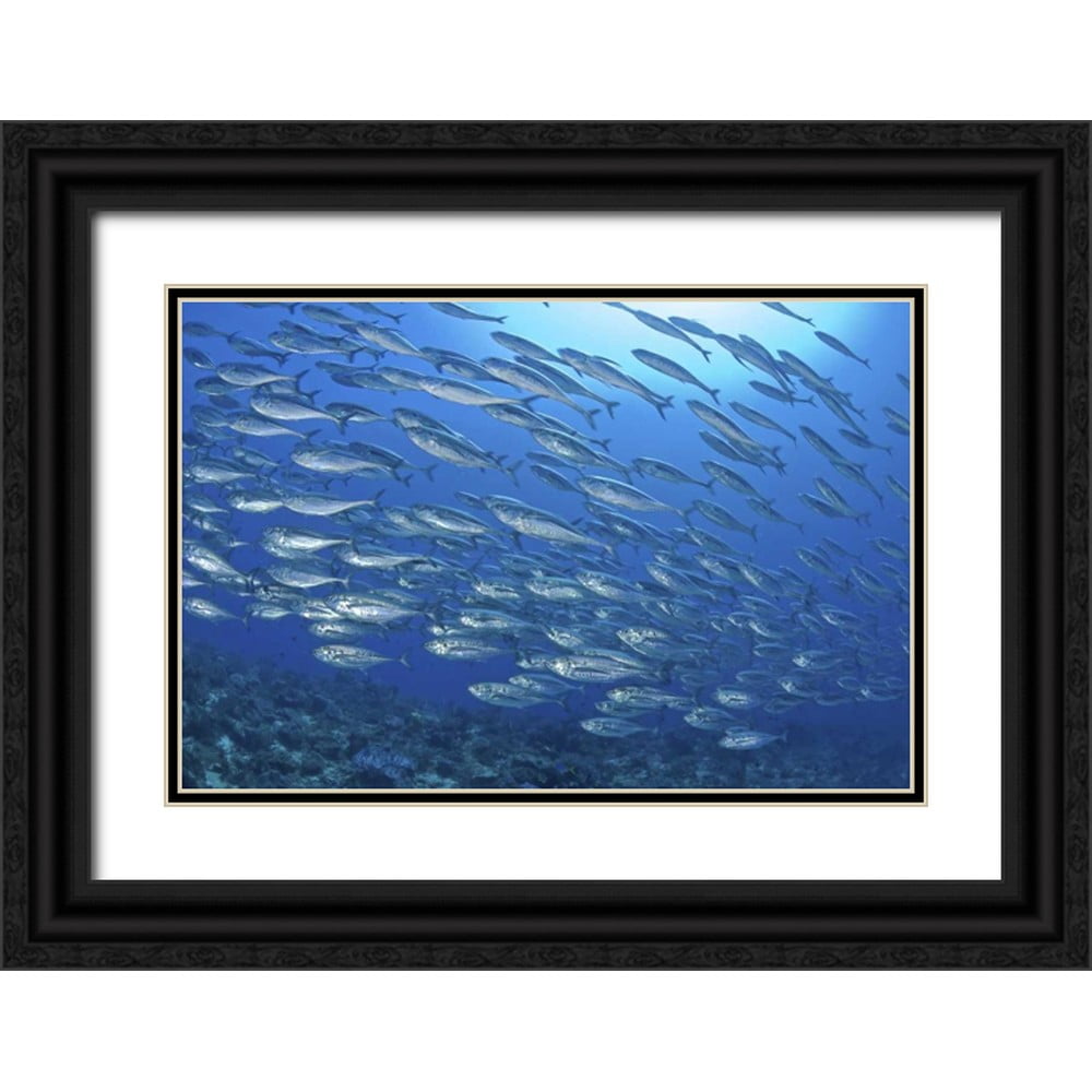 Shimlock, Jones 18x13 Black Ornate Wood Framed with Double Matting ...