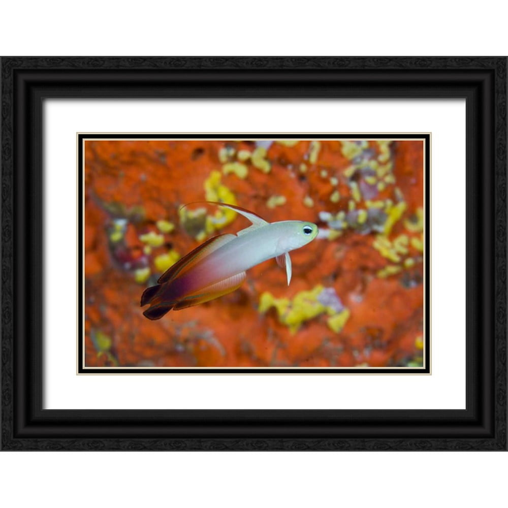 Shimlock, Jones 18x13 Black Ornate Wood Framed with Double Matting ...