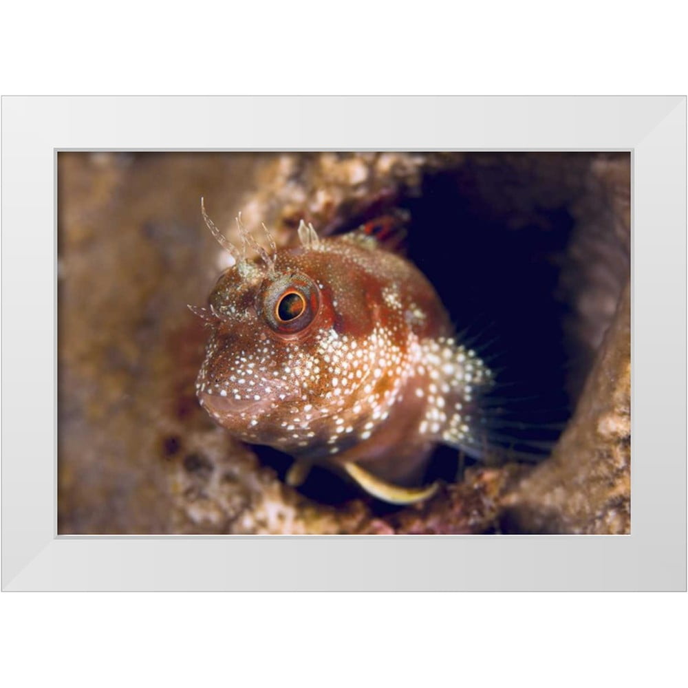 Shimlock, Jones 18x13 White Modern Wood Framed Museum Art Print Titled ...