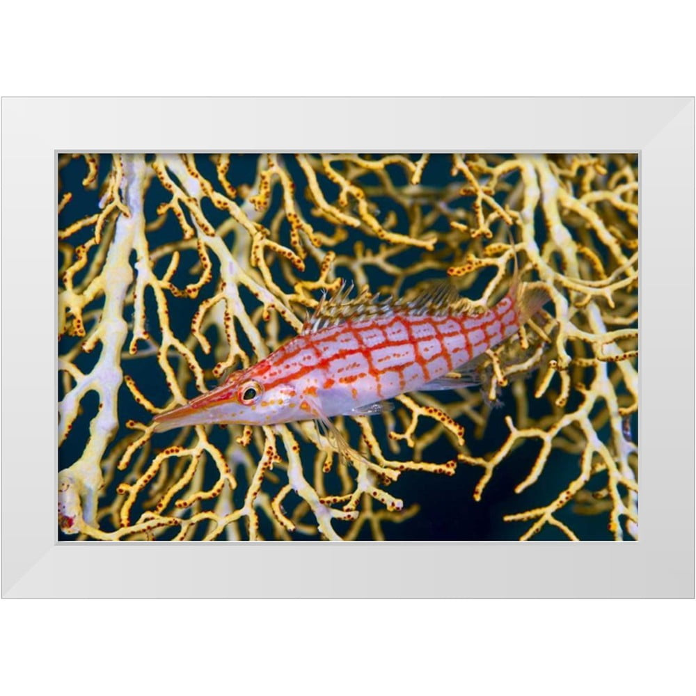 Shimlock, Jones 18x13 White Modern Wood Framed Museum Art Print Titled ...