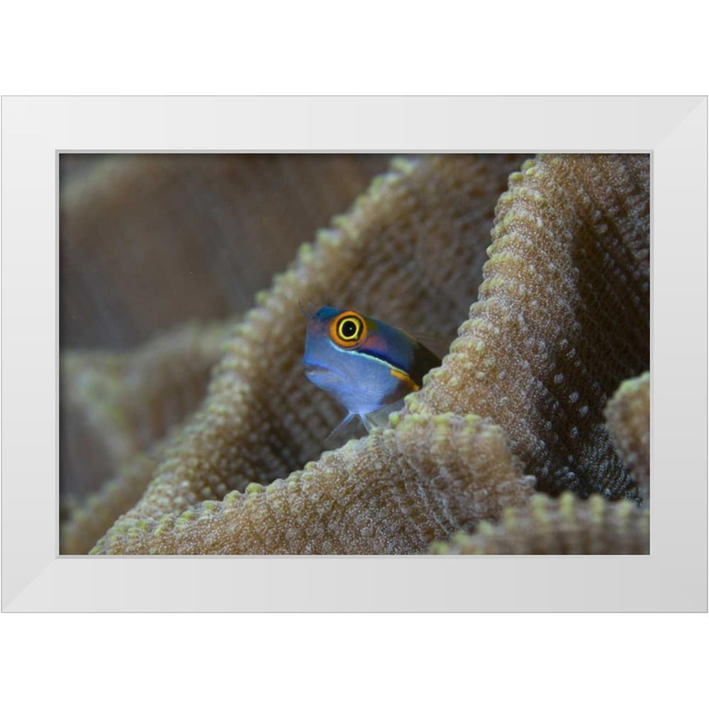 Shimlock, Jones 18x14 White Modern Wood Framed Museum Art Print Titled ...