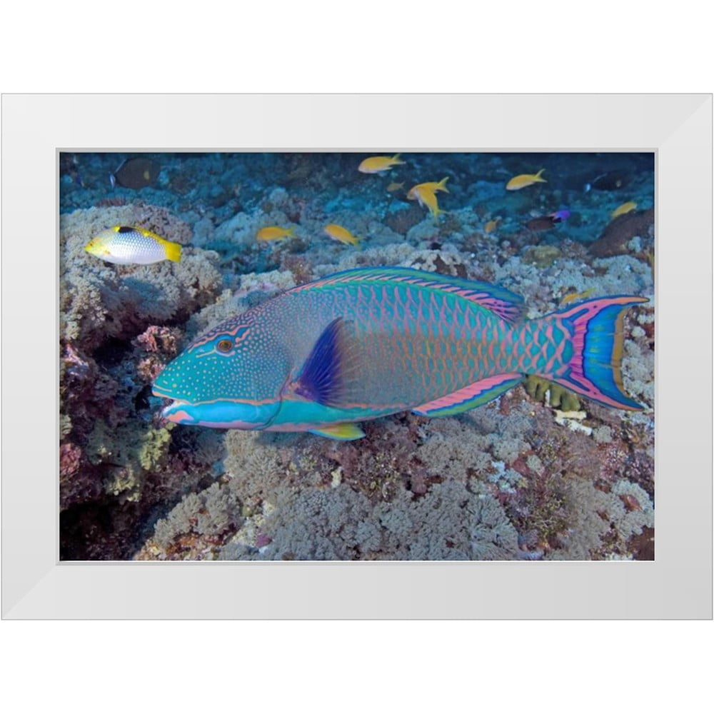 Shimlock, Jones 18x14 White Modern Wood Framed Museum Art Print Titled ...