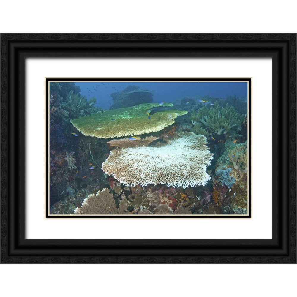 Shimlock, Jones 24x17 Black Ornate Wood Framed with Double Matting ...