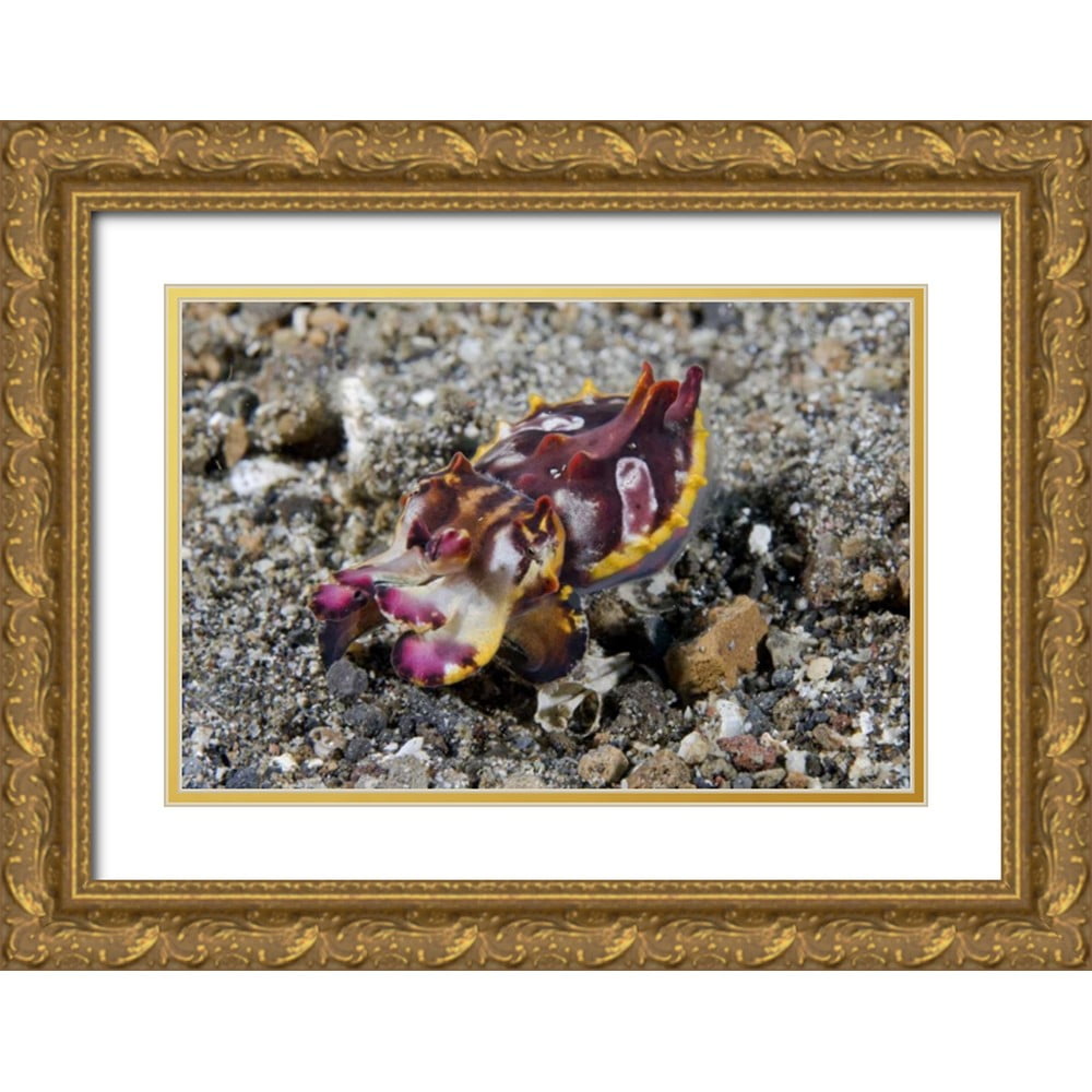 Shimlock, Jones 24x17 Gold Ornate Wood Framed with Double Matting ...