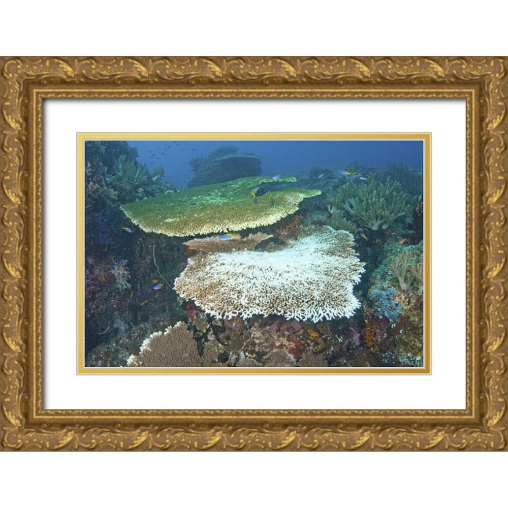 Shimlock, Jones 24x17 Gold Ornate Wood Framed with Double Matting ...