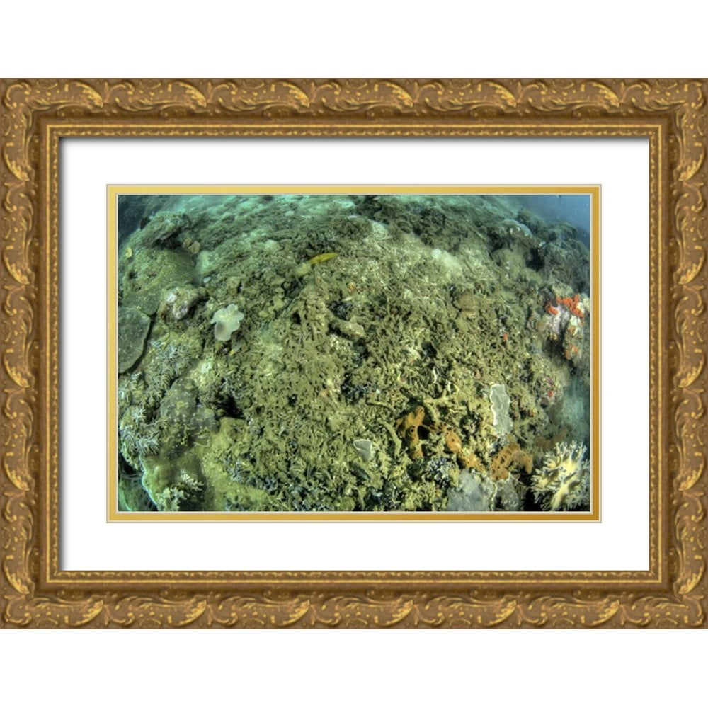 Shimlock, Jones 24x17 Gold Ornate Wood Framed with Double Matting ...