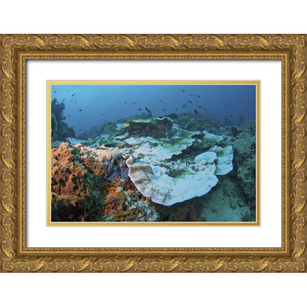 Shimlock, Jones 24x17 Gold Ornate Wood Framed with Double Matting ...