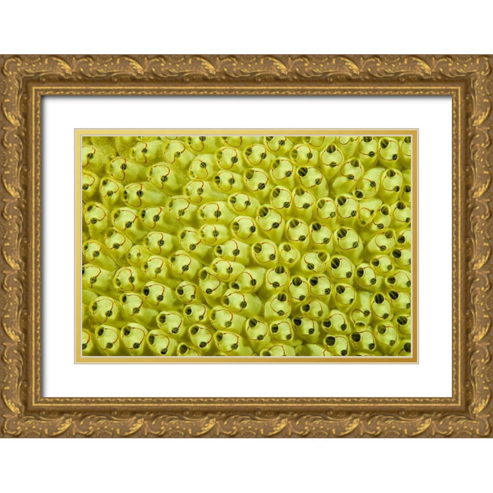Shimlock, Jones 24x17 Gold Ornate Wood Framed with Double Matting ...