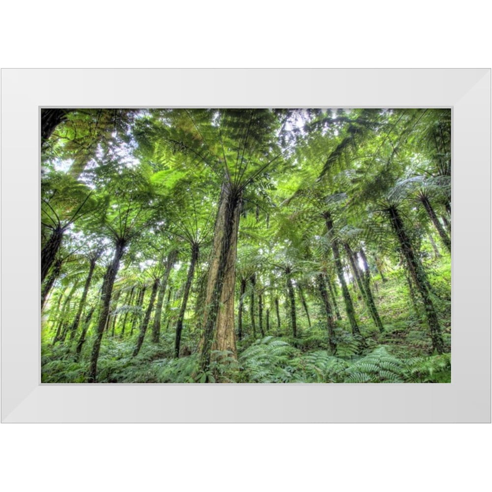 Shimlock, Jones 24x17 White Modern Wood Framed Museum Art Print Titled ...