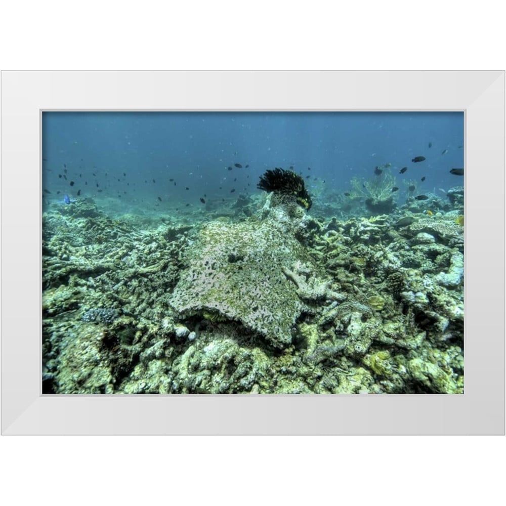 Shimlock, Jones 24x17 White Modern Wood Framed Museum Art Print Titled ...