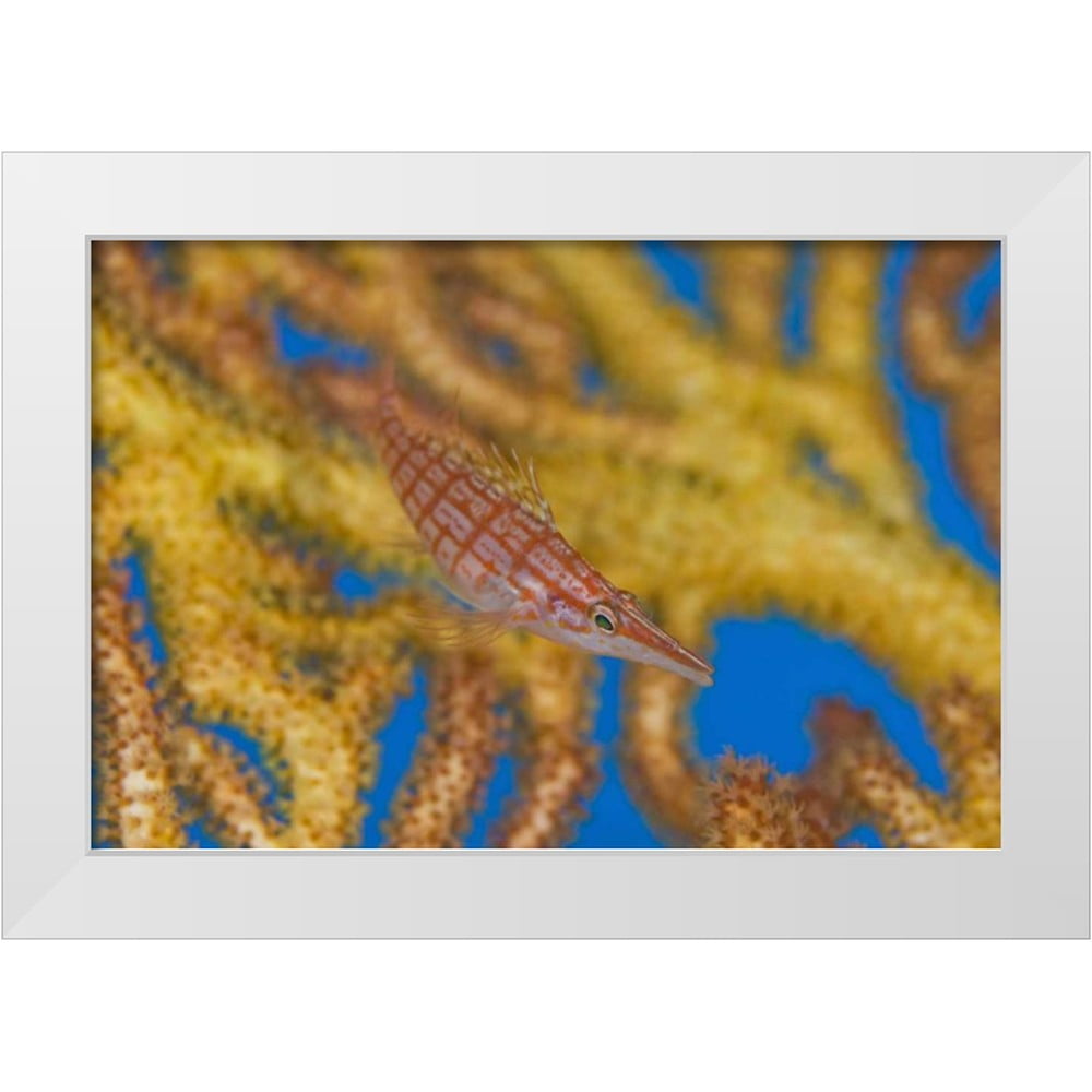 Shimlock, Jones 24x17 White Modern Wood Framed Museum Art Print Titled ...