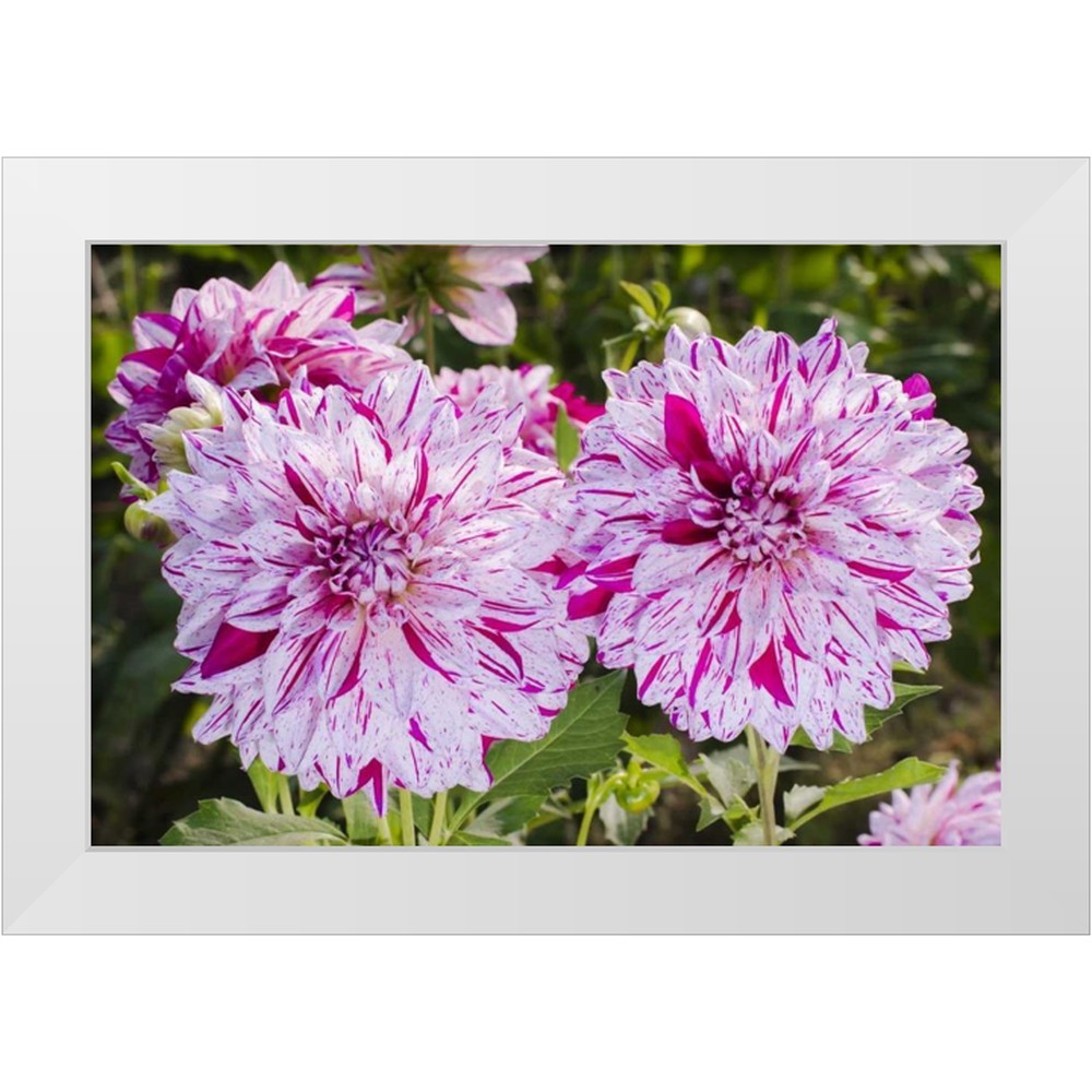 Shimlock, Jones 24x17 White Modern Wood Framed Museum Art Print Titled ...
