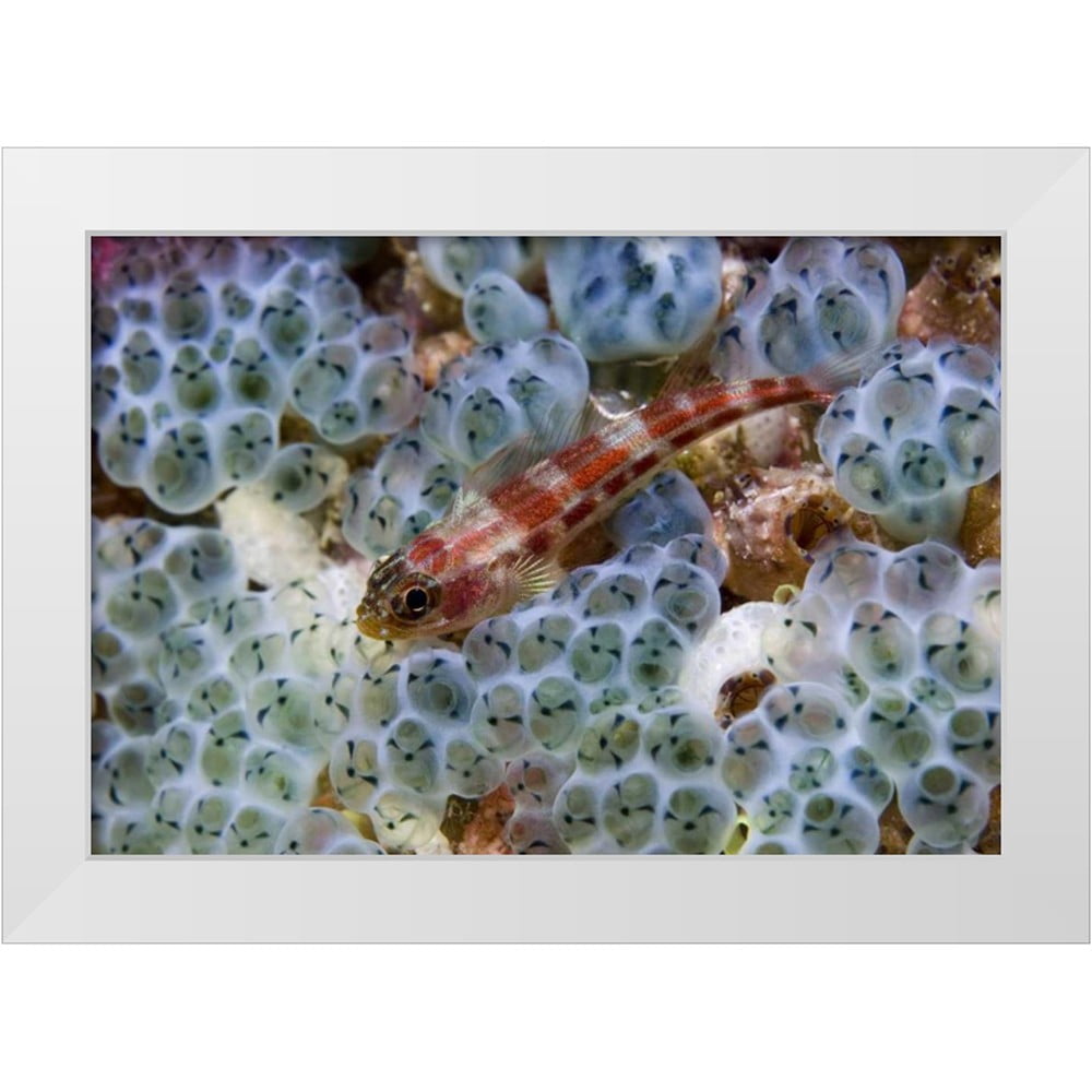 Shimlock, Jones 24x18 White Modern Wood Framed Museum Art Print Titled ...