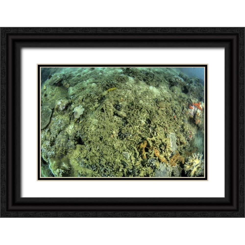 Shimlock, Jones 32x23 Black Ornate Wood Framed with Double Matting ...