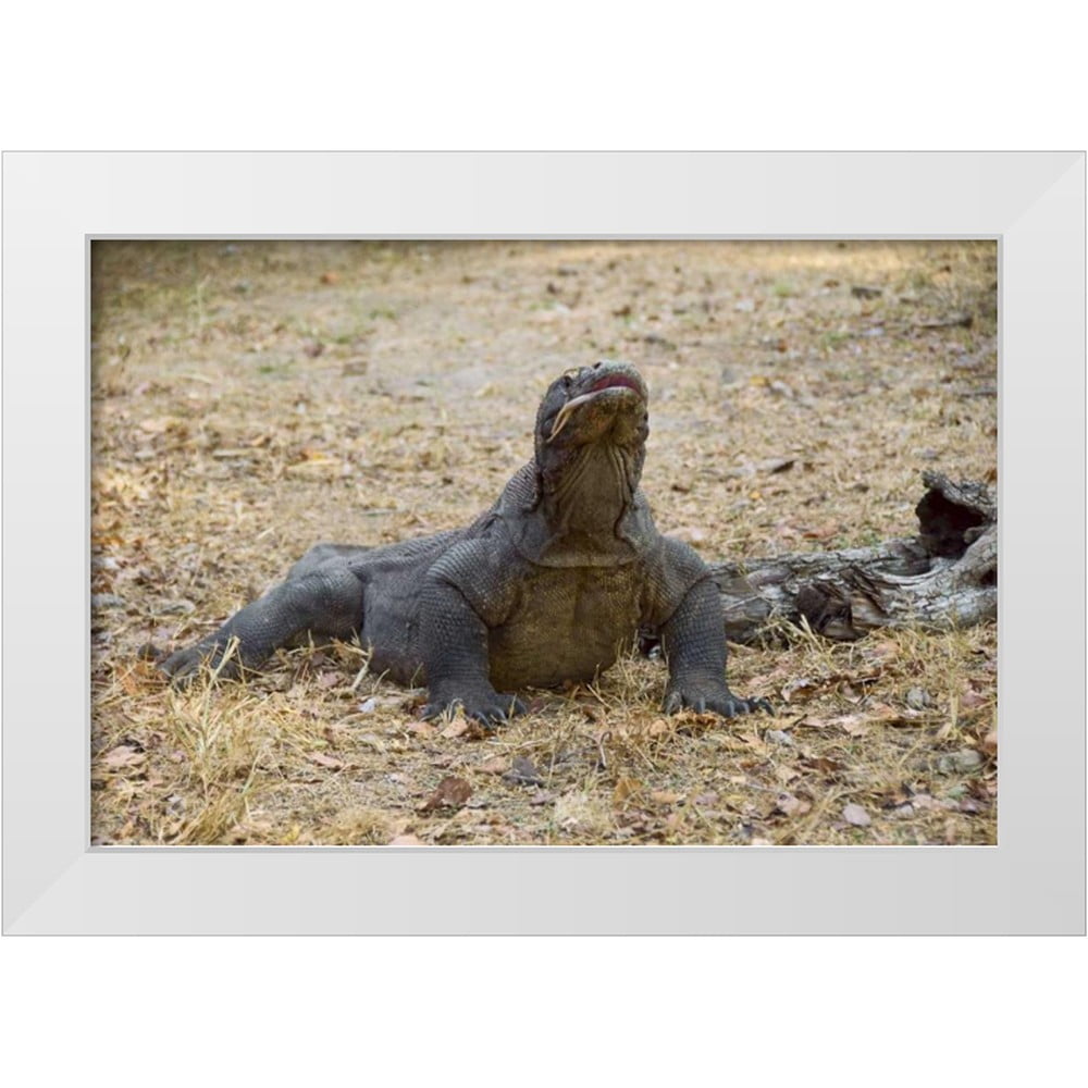 Shimlock, Jones 32x23 White Modern Wood Framed Museum Art Print Titled ...