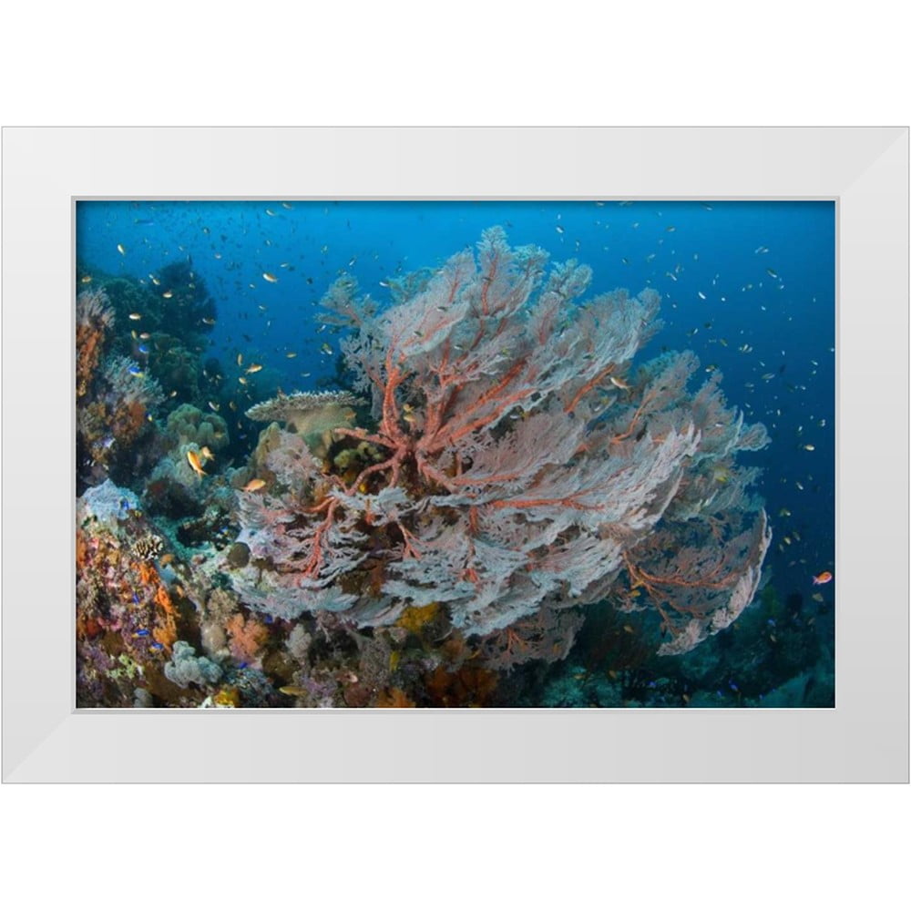 Shimlock, Jones 32x23 White Modern Wood Framed Museum Art Print Titled ...