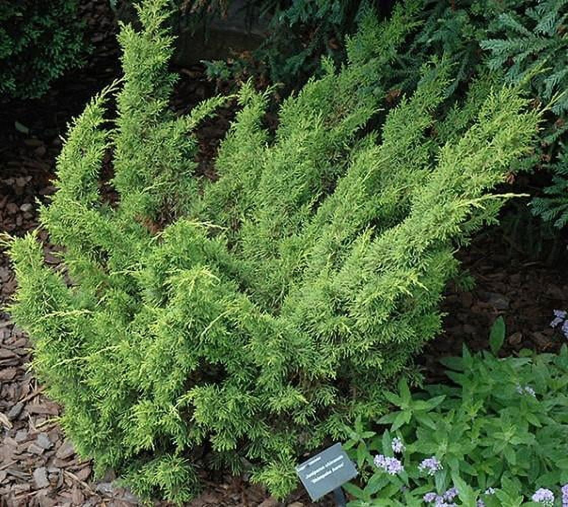 Shimpaku Dwarf Chinese Juniper | Live Plant ( 2.5 QT ) | Dwarf Juniper ...