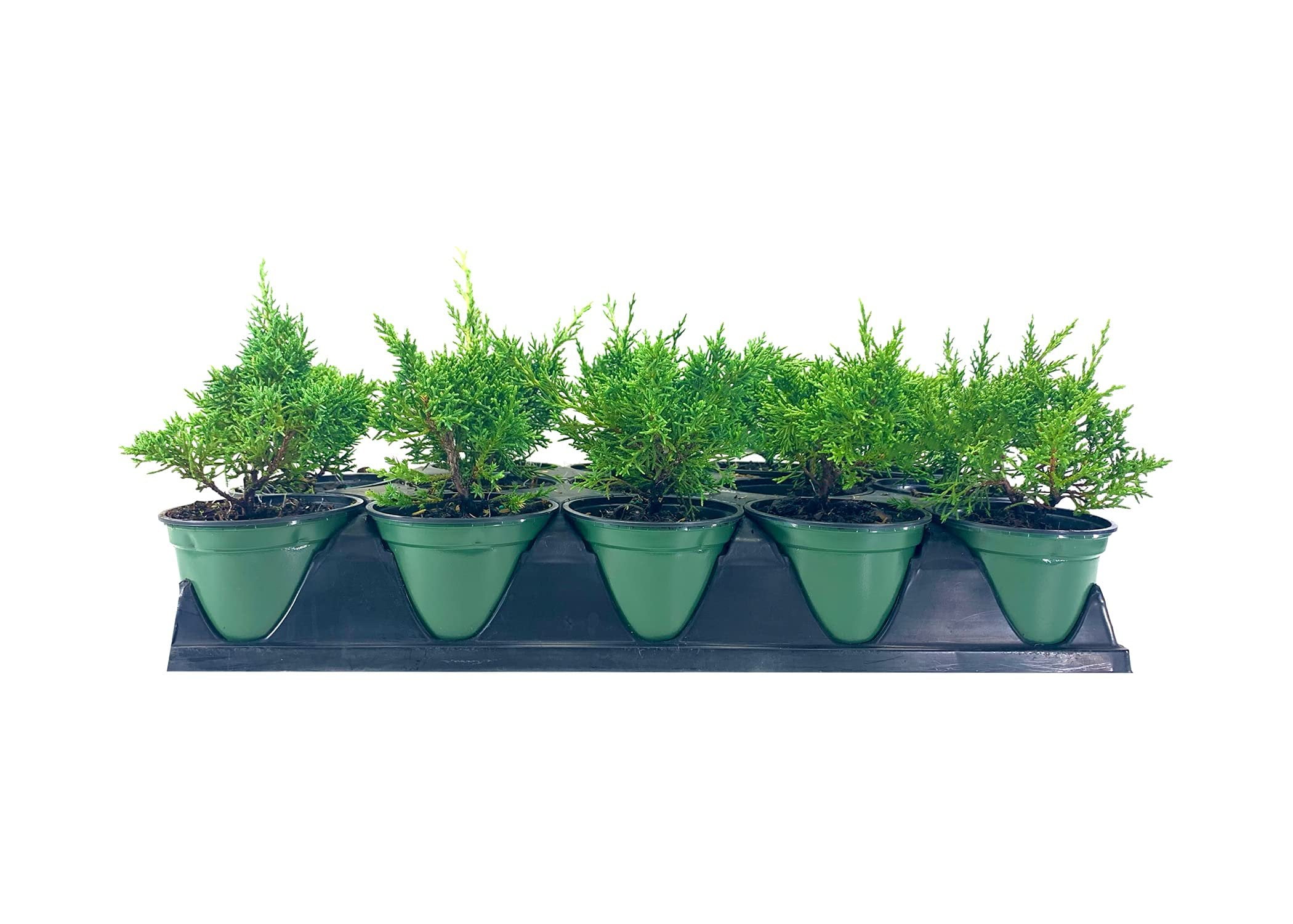 Shimpaku Juniper 1 Live 4 Inch Pot Pre-Bonsai Juniperus Chinensis ...
