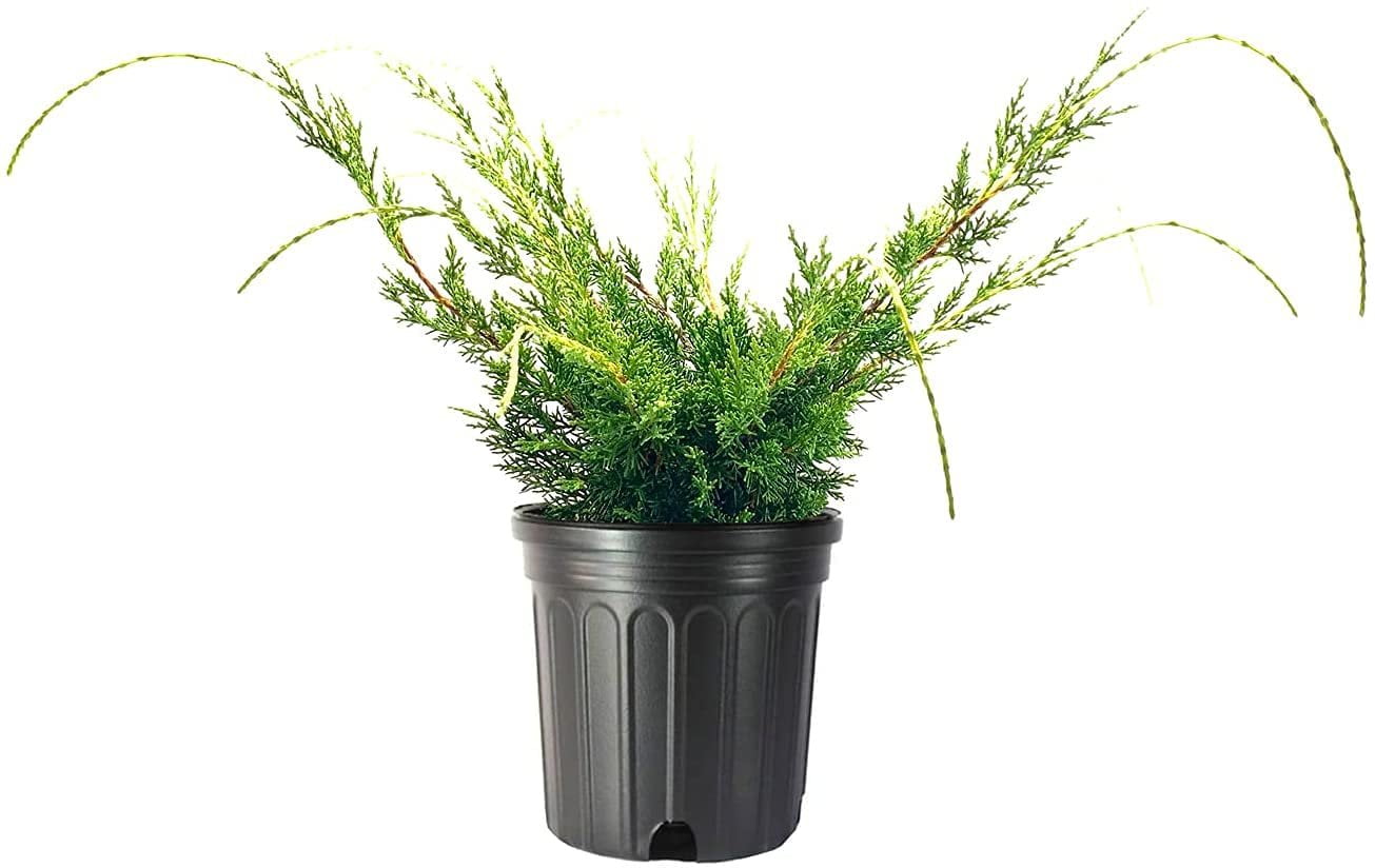 Shimpaku Juniper 2 Large Gallon Size Trees Pre-Bonsai Juniperus ...