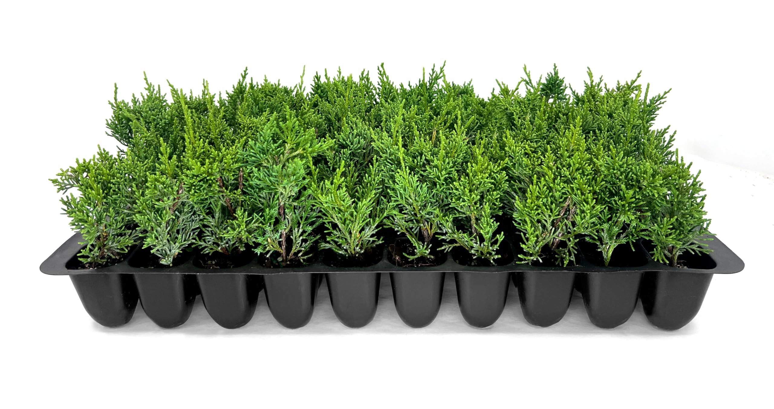 Shimpaku Juniper 3 Live Plants Juniperus Chinensis Evergreen Bonsai ...