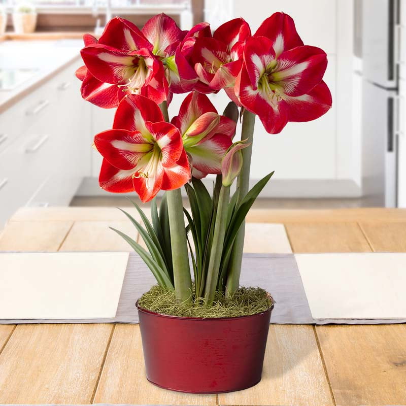 Shining Star Amaryllis Indoor Potted Bulb Garden - Simply Water and ...