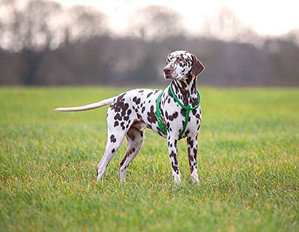 Shires Digby & Fox Rolled Leather Harness Green Large - Walmart.com