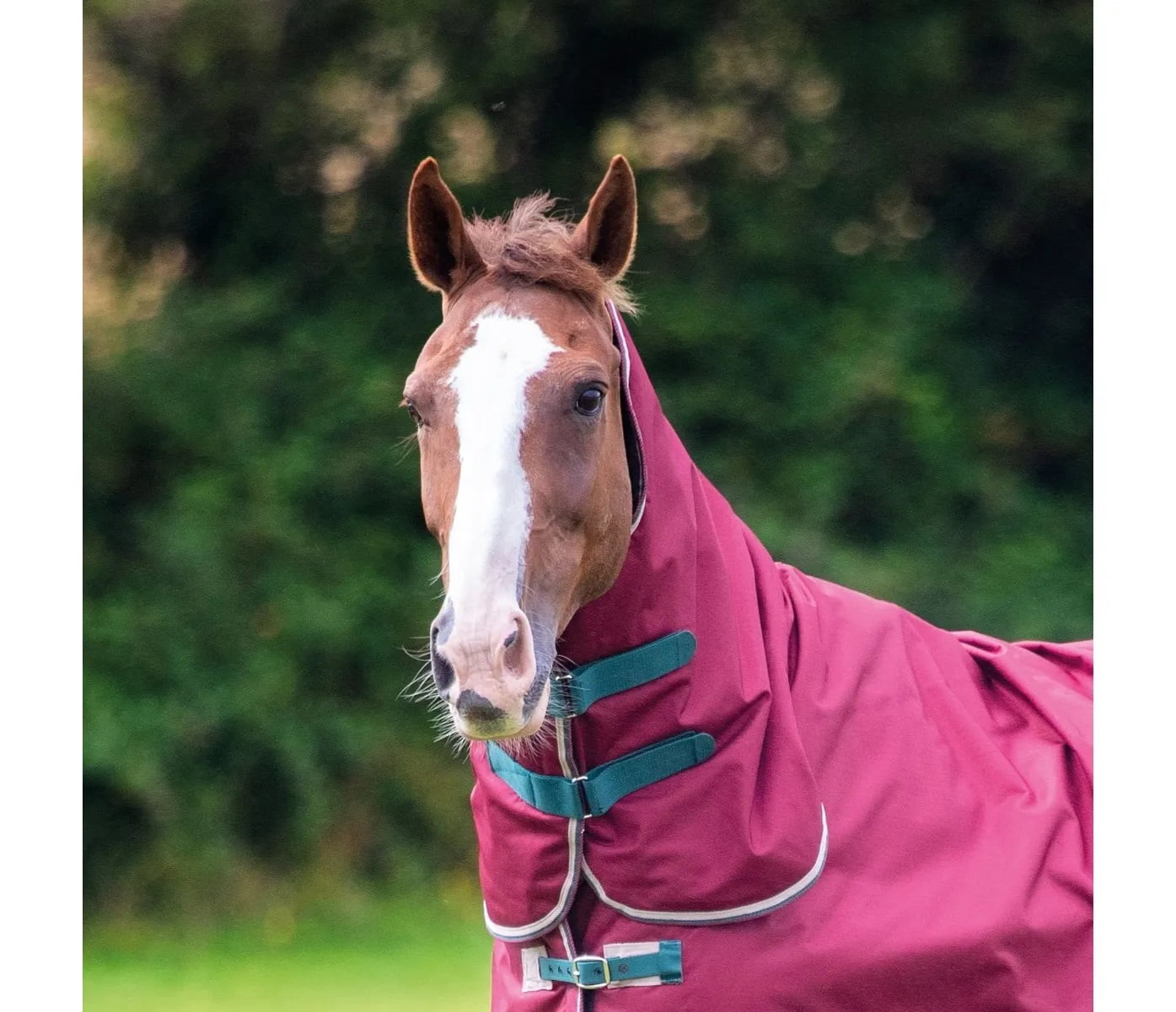 Shires Tempest Original 200 Neck Cover (Maroon, L) - Walmart.com