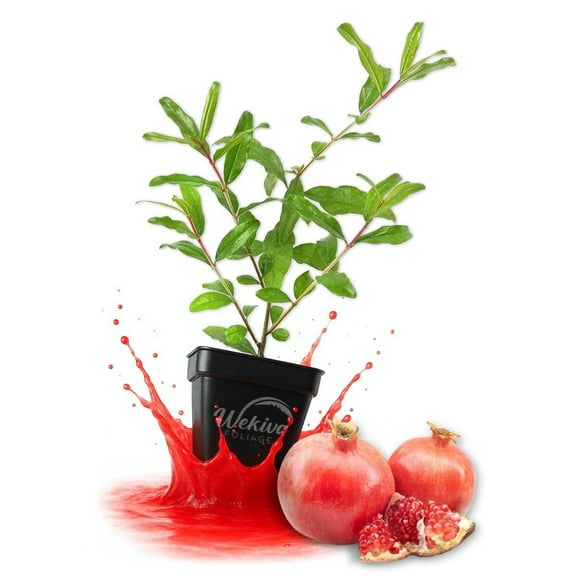 Salavatski Pomegranate Tree - 4 Live Starter Plants - Edible Fruit ...
