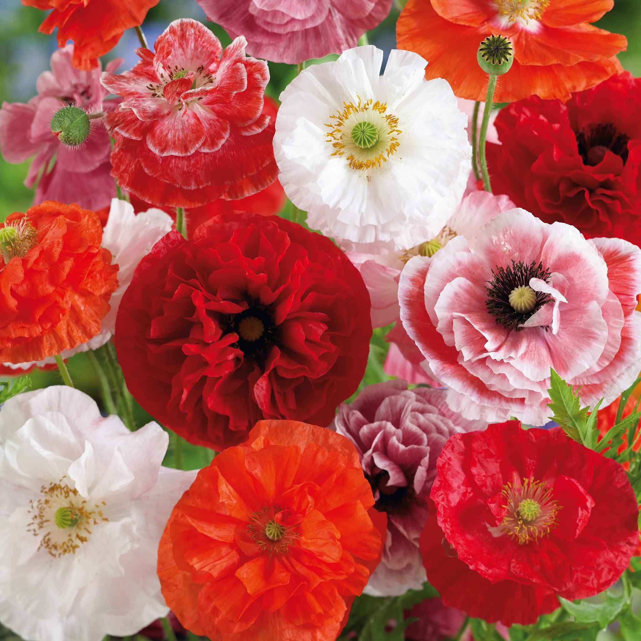 Eden Brothers Shirley Poppy Seeds - Mixed Double - Walmart.com