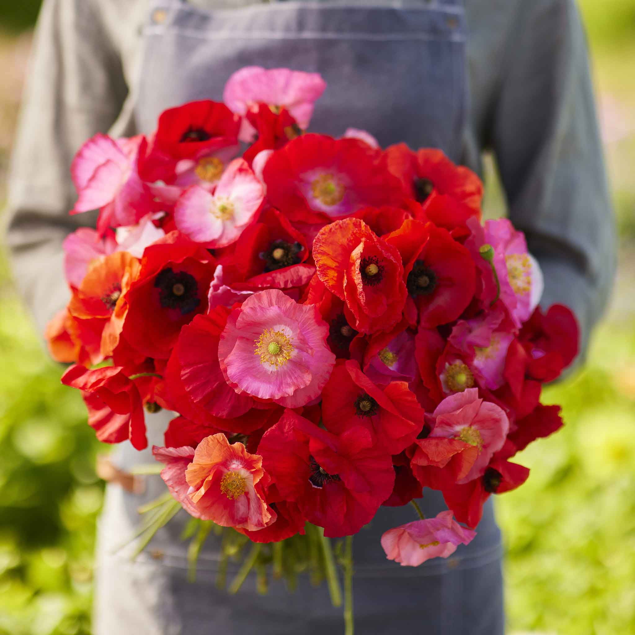 Eden Brothers Shirley Poppy Seeds - Mixed Red & Pink - Walmart Business ...