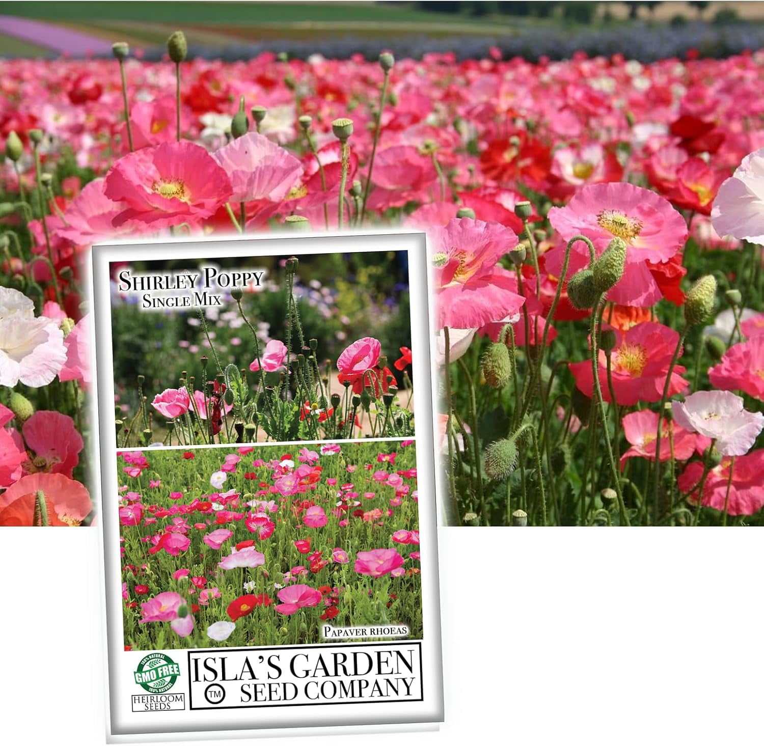 Shirley Single Mix Poppy Flower Seeds, 3000 Heirloom Flower Seeds Per ...