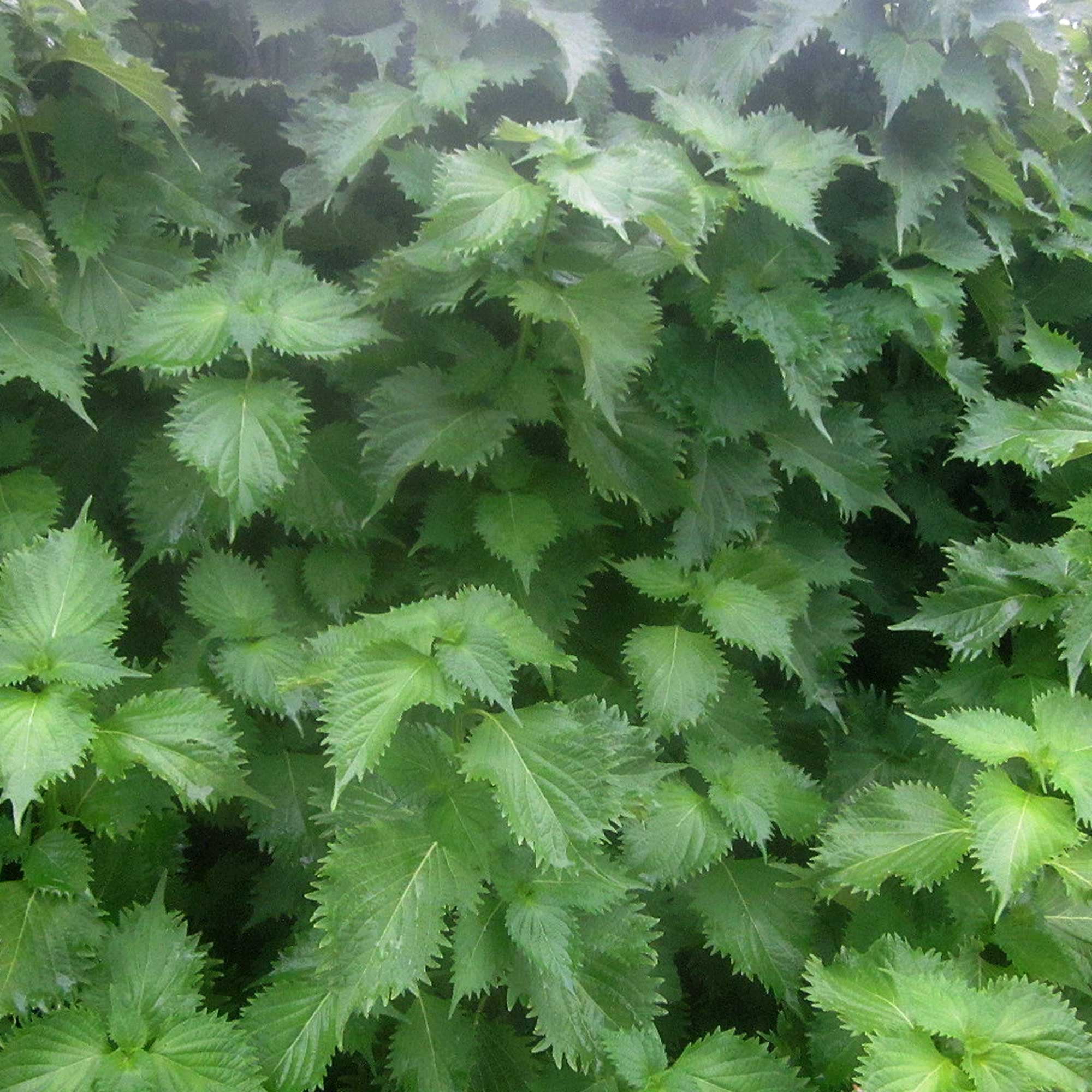 Shiso Herb Gardening Seeds (Perilla) - Green Ohba Ao Shiso - 2 g Packet ...