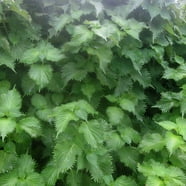 Fischers Ragwort - Gom Chwi - 1 Oz ~22500 Seeds - Non-GMO, Heirloom ...