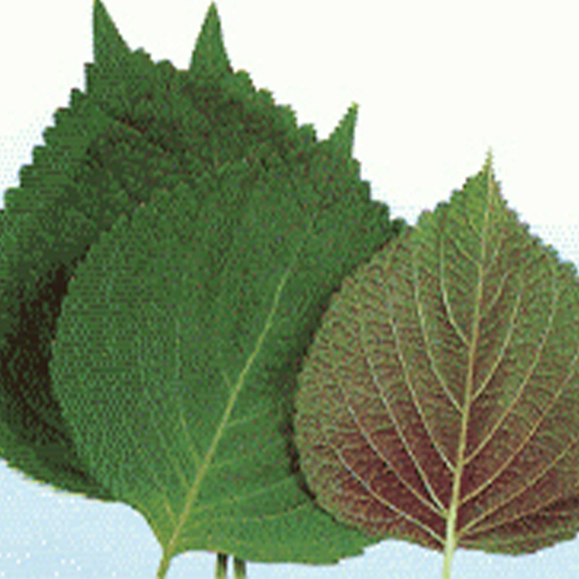 Shiso Herb Gardening Seeds (Perilla) - Korean - 4 Oz ~93200 Seeds - Non ...