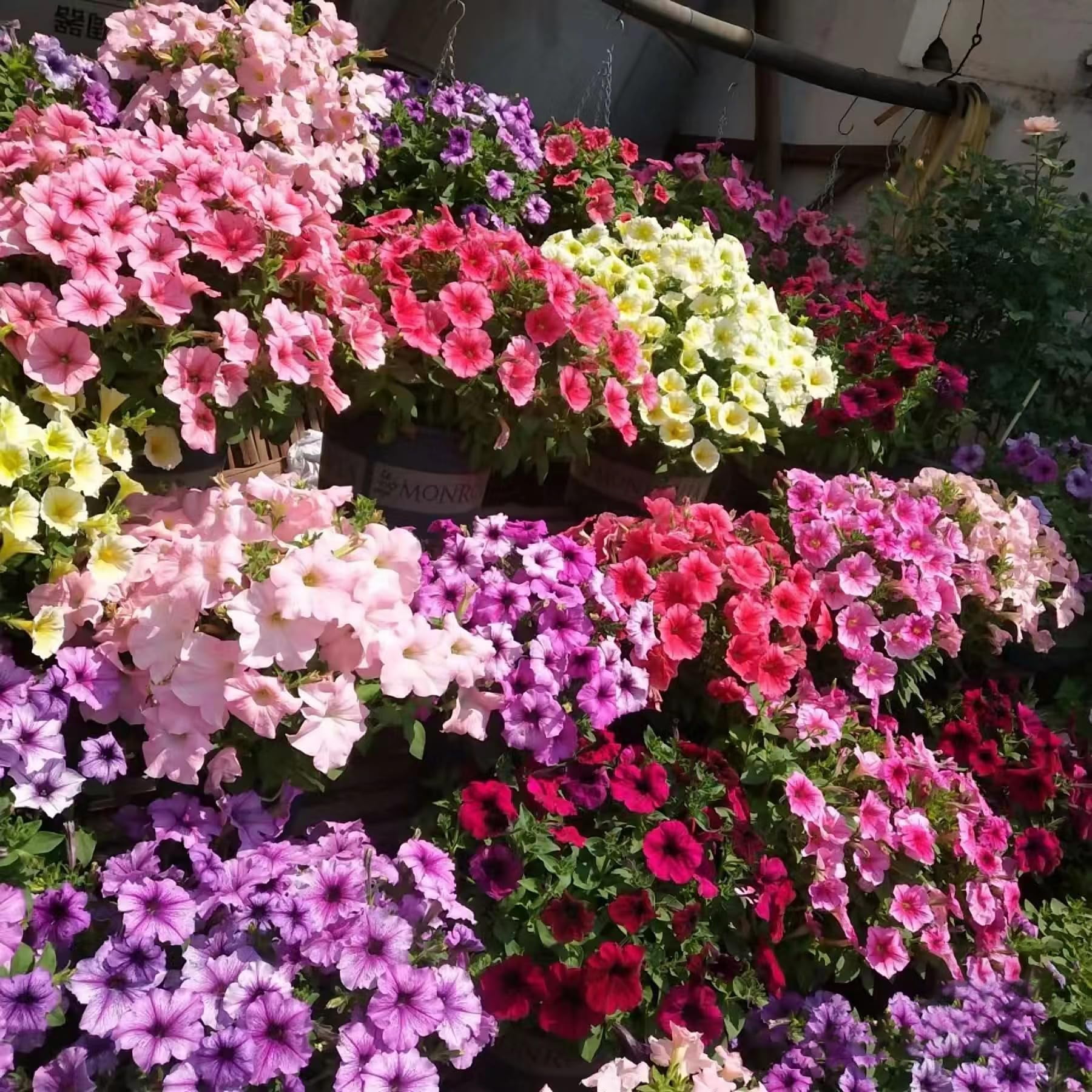 Petunia Seeds, 80000+ FEV6 Petunias Seeds, Mixed Rainbow Color Flower ...