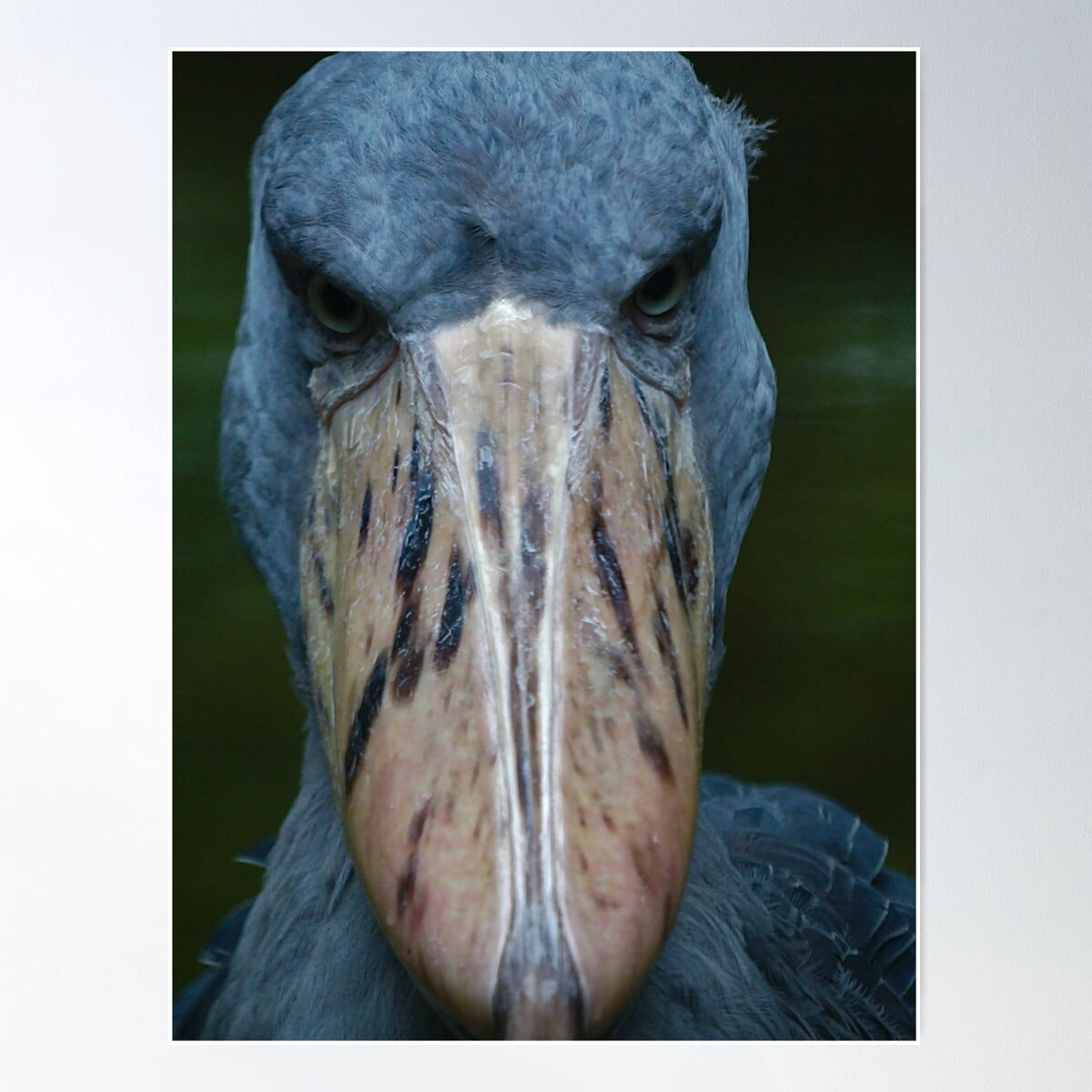 Shoebill No Filter Poster Wall Art, Modern Wall Decor For Living Room ...