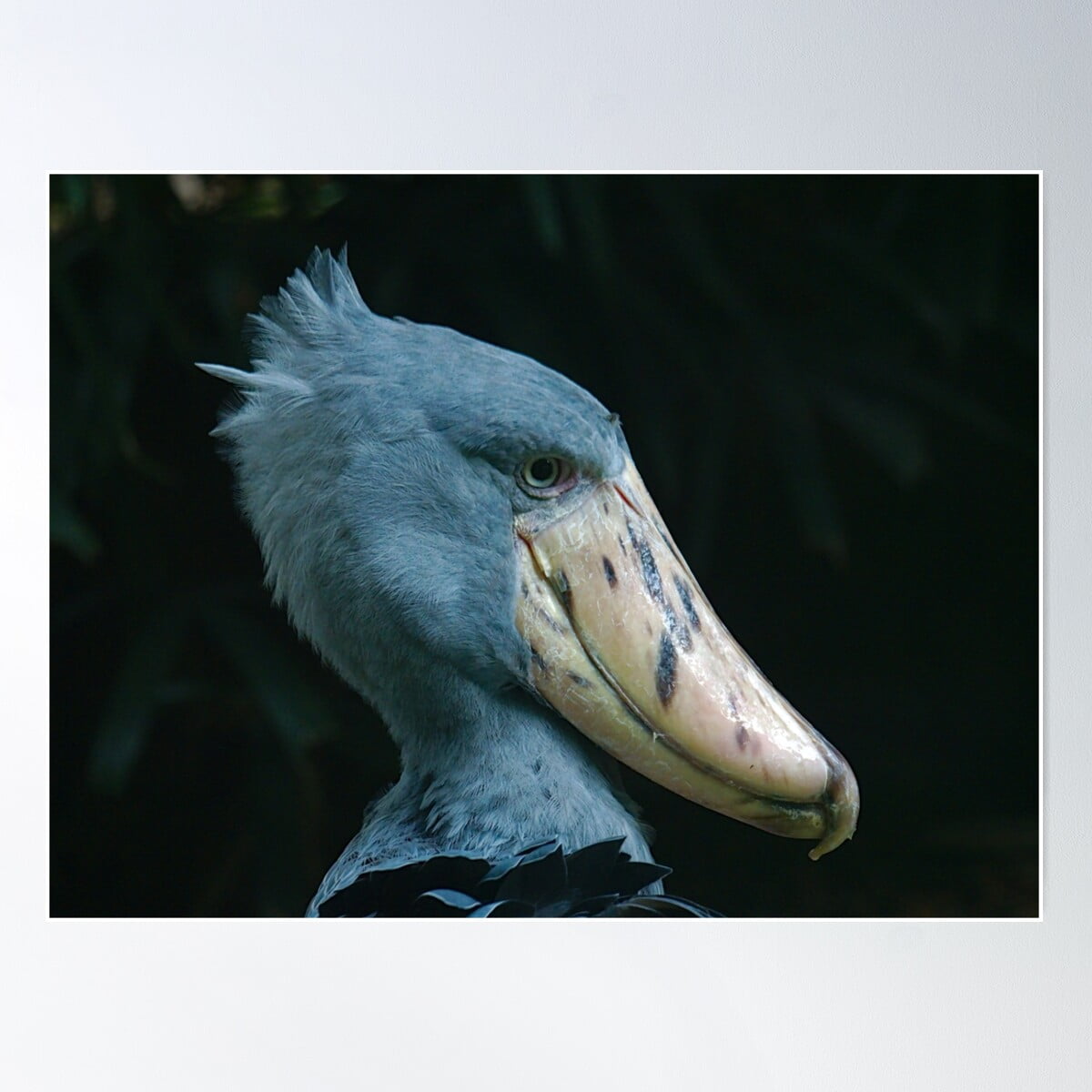 Shoebill Portrait Poster Wall Art, Modern Wall Decor For Living Room ...